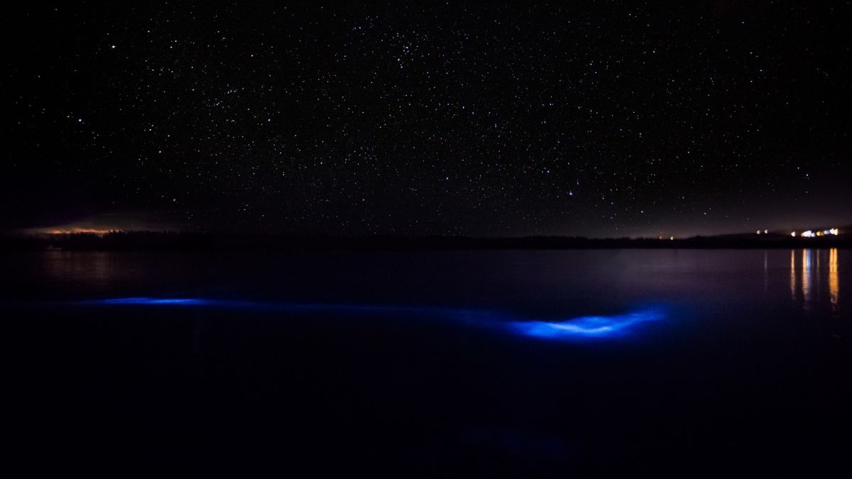 Best Bioluminescent Beaches In The World - Traveller's Elixir