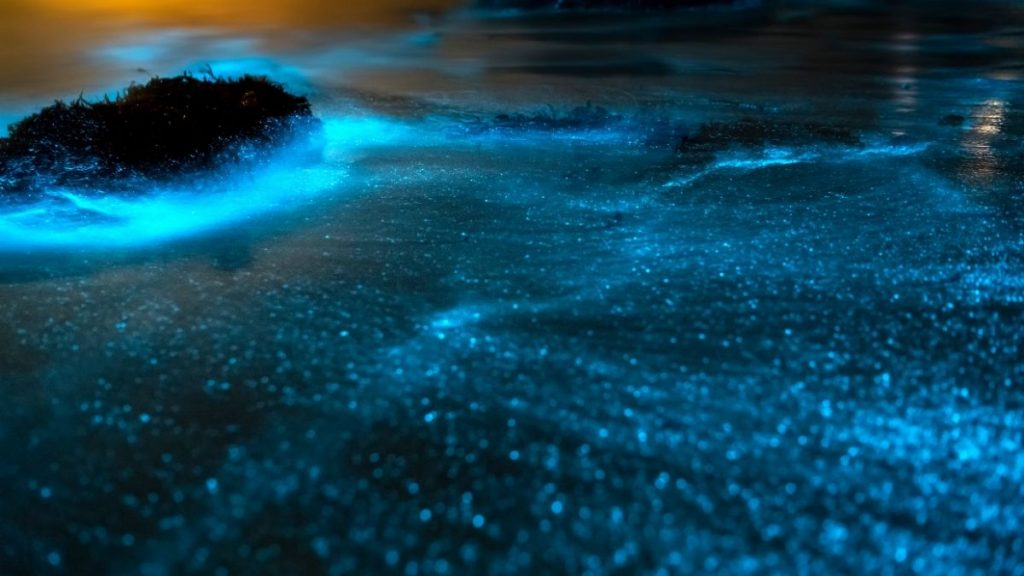 Best Bioluminescent Beaches In The World - Traveller's Elixir
