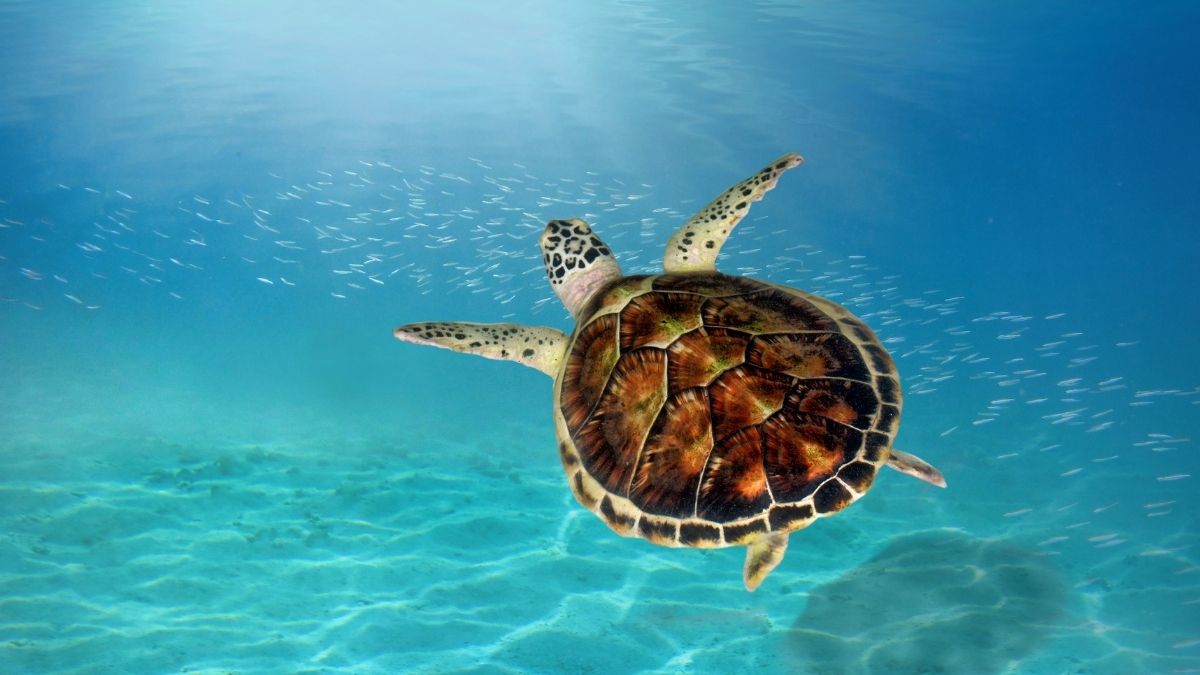Where To See Sea Turtles In The Bahamas - Complete Guide - Traveller's ...