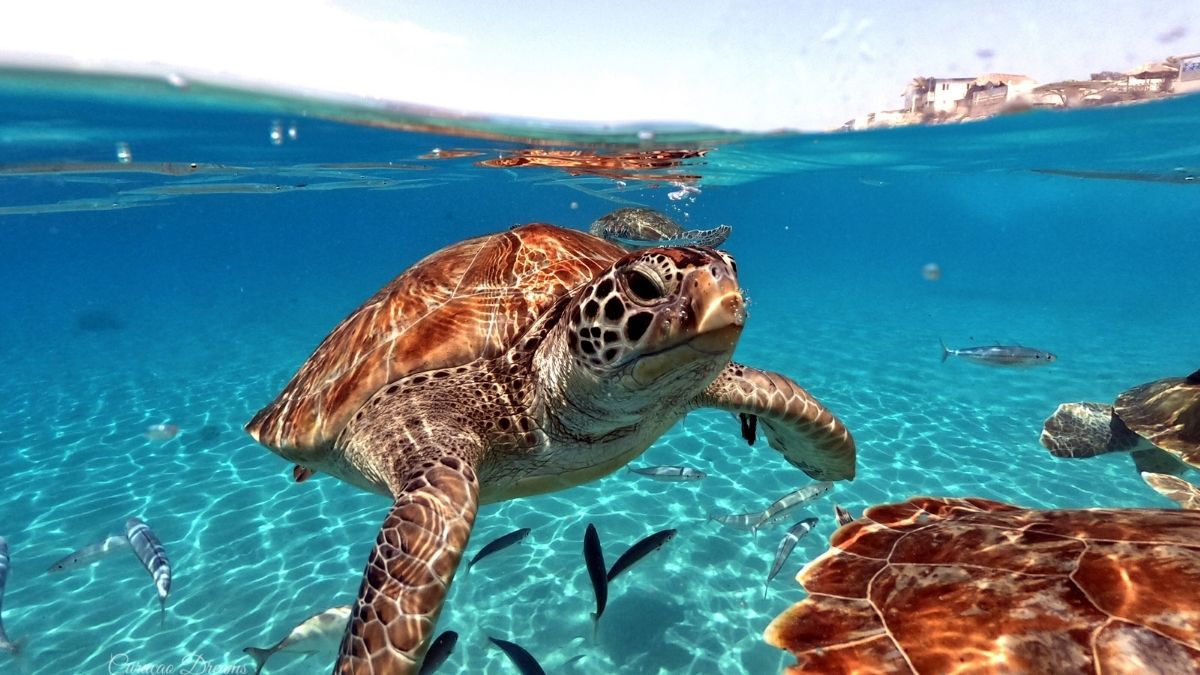 Where To See Sea Turtles In The Bahamas - Complete Guide - Traveller's ...