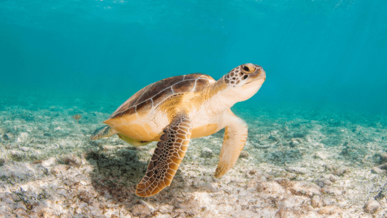 Where To See Turtles In Fiji - Complete Guide - Traveller's Elixir