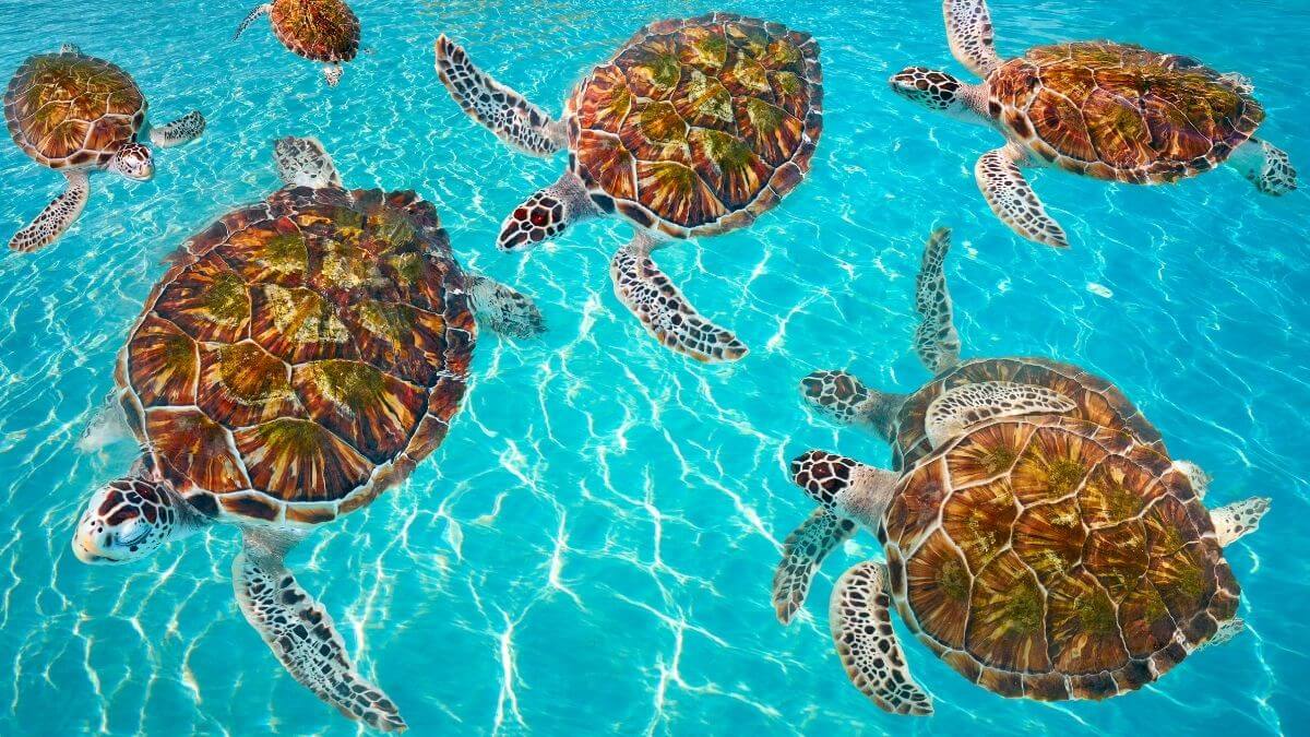 Where To See Turtles In Fiji - Complete Guide - Traveller's Elixir