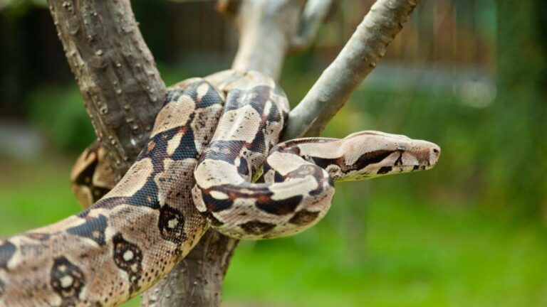 Does St Lucia Have Snakes? All You Need To Know