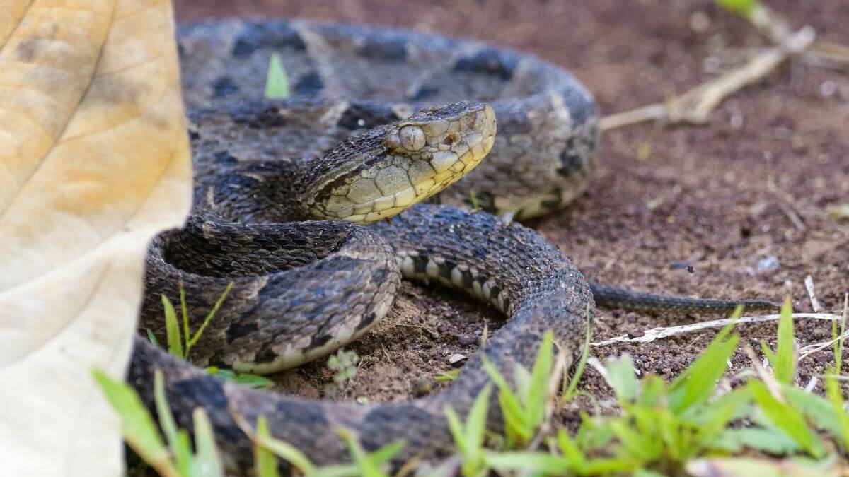 Does St Lucia Have Snakes? All You Need To Know