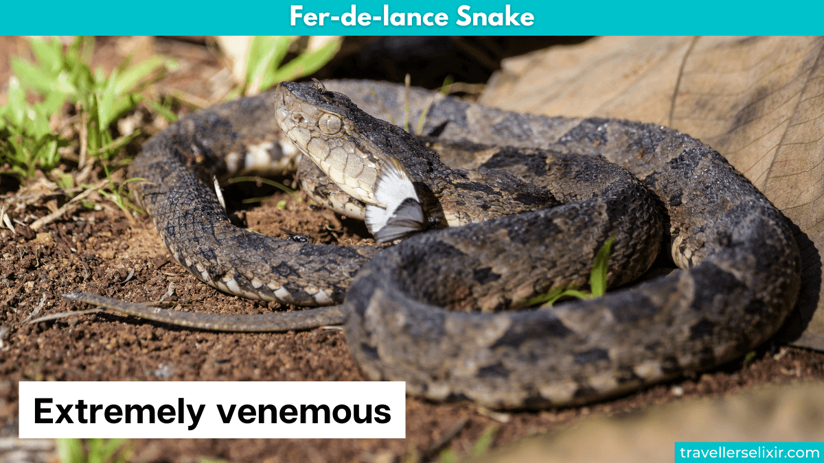 Dangerous Animals In St Lucia (Caribbean) - Complete Guide