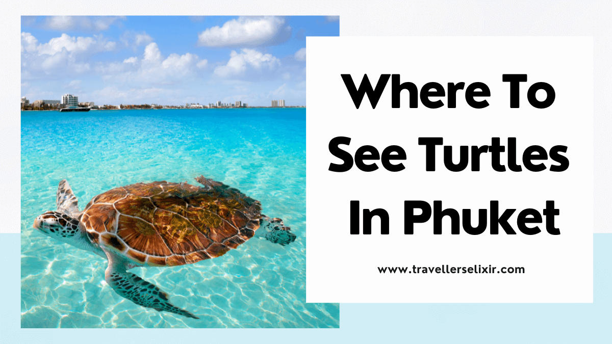 Where To See Turtles In Phuket - Complete Guide