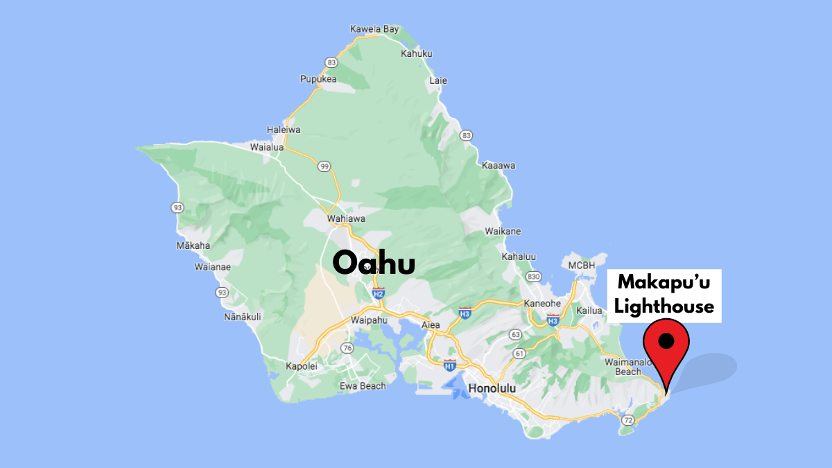 Ultimate Guide To Whale Watching in Oahu In 2024