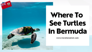 Where To See Turtles In Bermuda - 2024 Guide