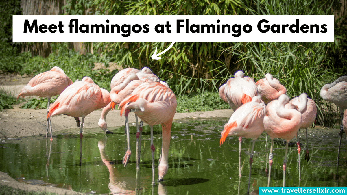 Where To See Flamingos In Florida - 2024 Guide