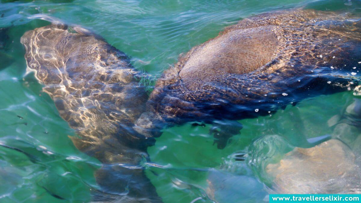 Where To See Manatees In Miami - 2024 Guide