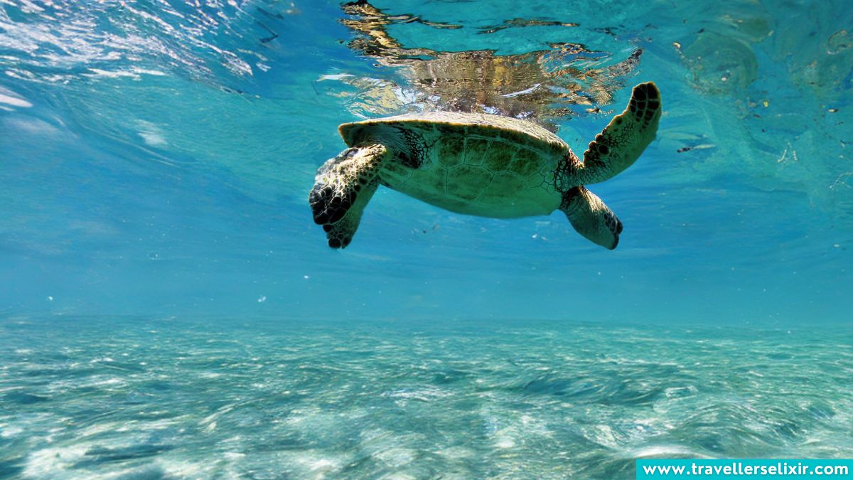 Where To See Turtles In St Thomas, USVI - 2024 Guide