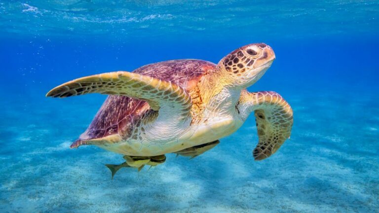 Where To See Sea Turtles In Puerto Rico - 2024 Guide