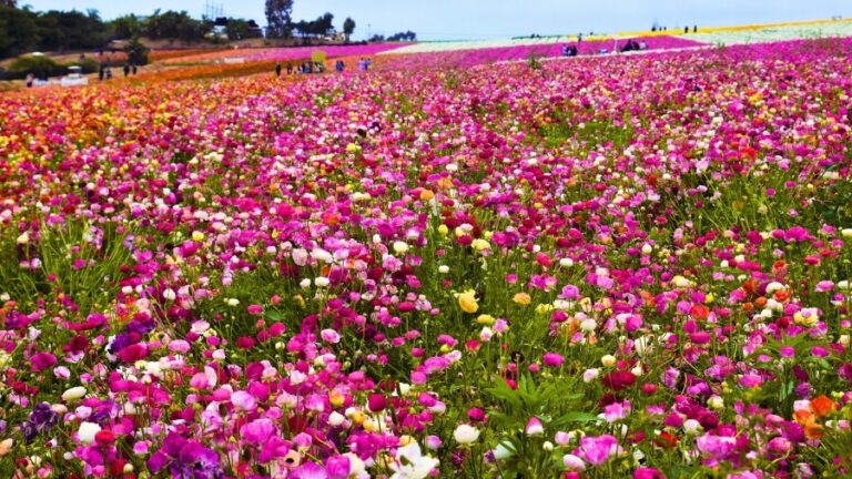 Where 55 Acres Of California Explodes In A Rainbow Of Blooming Flowers 💐