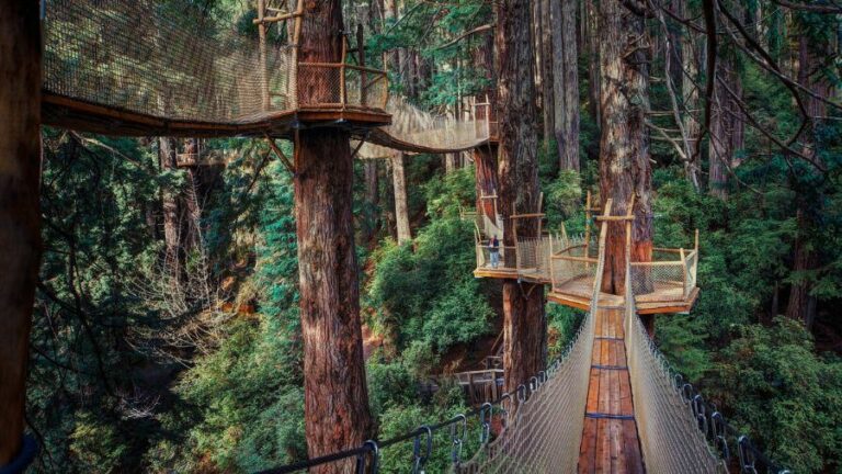 This Canopy Walkway In NorCal Takes You Soaring Above Redwood Trees
