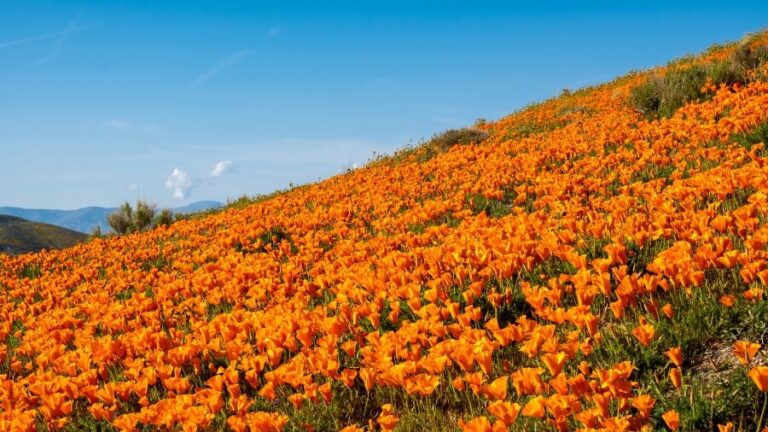 The Absolute Best Places To See Wildflowers In California This Spring 😍