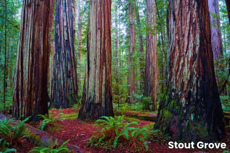 10 Unique Redwood Experiences In California That You’ll NEVER Forget
