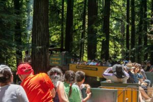 10 Unique Redwood Experiences In California That You’ll NEVER Forget