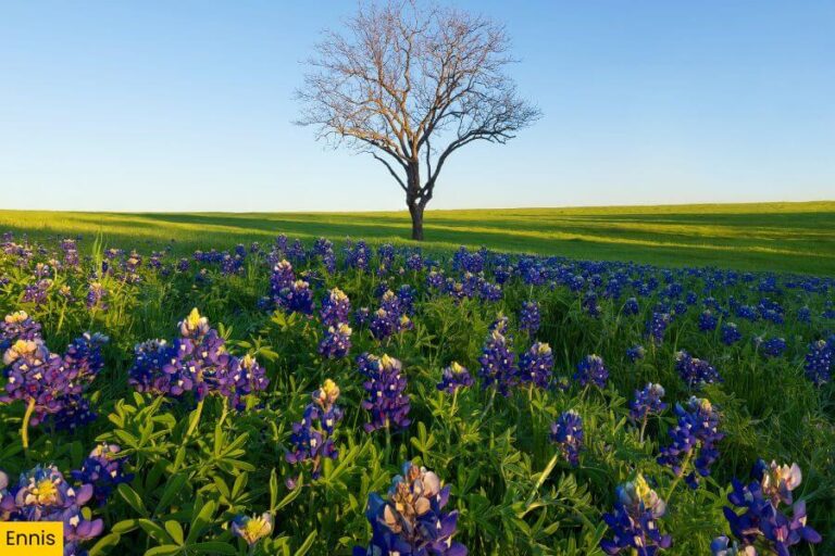 The Ultimate Texas Bucket List: 35 Things to Do in Texas Before You Die