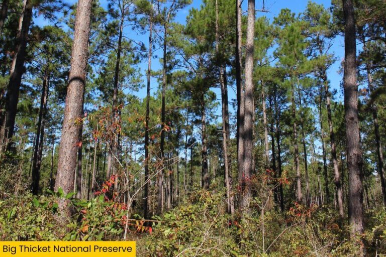 The Ultimate Texas Bucket List: 35 Things to Do in Texas Before You Die