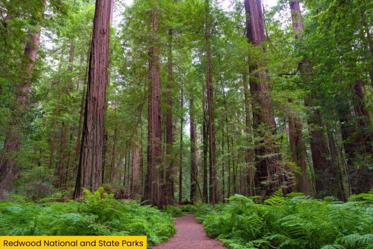 The 11 Best Places To See Big Trees In California The 11 Best Places To See Big Trees In California