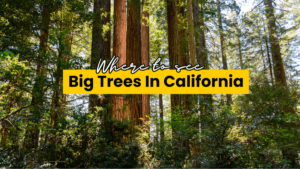 The 11 Best Places To See Big Trees In California