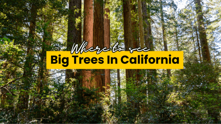 The 11 Best Places To See Big Trees In California