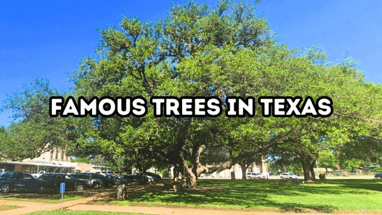 The Ultimate Famous Trees Road Trip In Texas