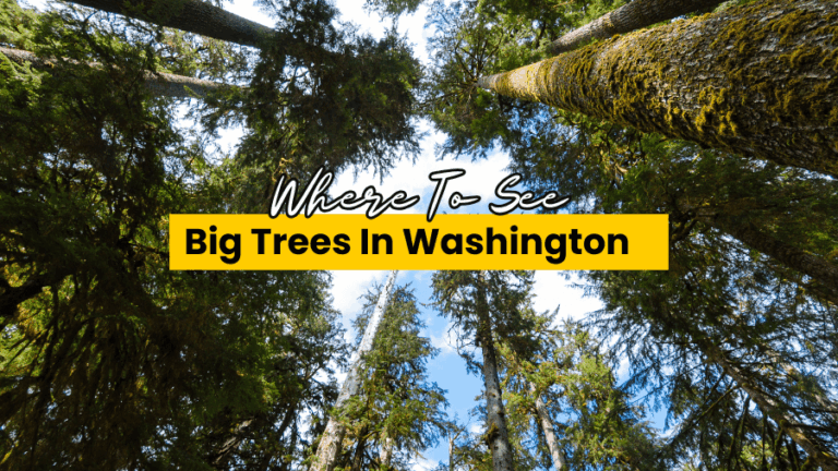 Where To See Big Trees In Washington