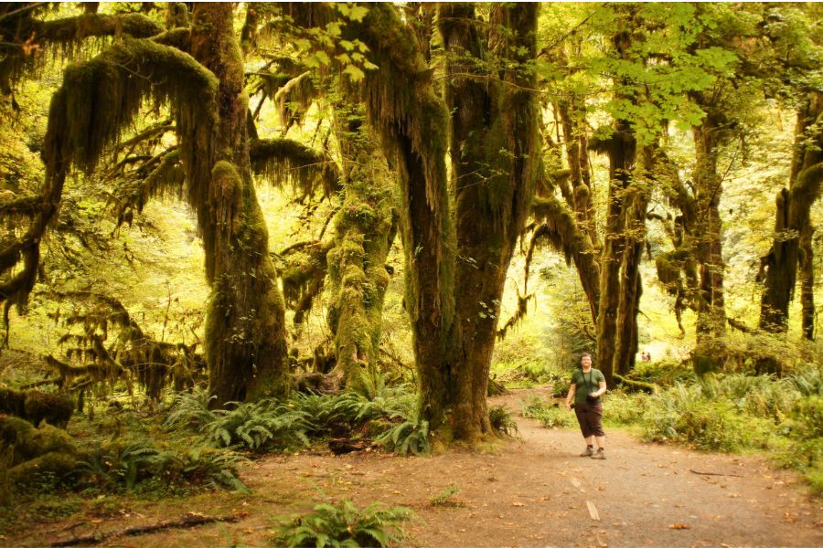 Washington’s Famous Trees of the Olympic Peninsula Road Trip