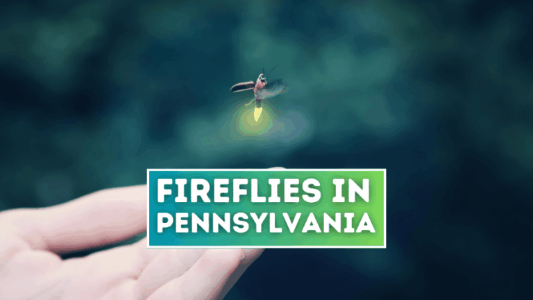 “Like A Galaxy On The Forest Floor” - The Best Place To See Fireflies ...