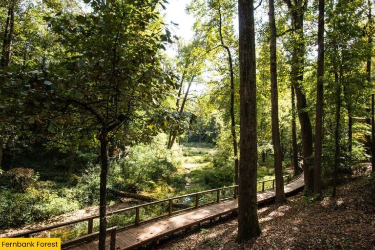 12 Hidden Forest Trails In Georgia That Feel Like a Fairytale