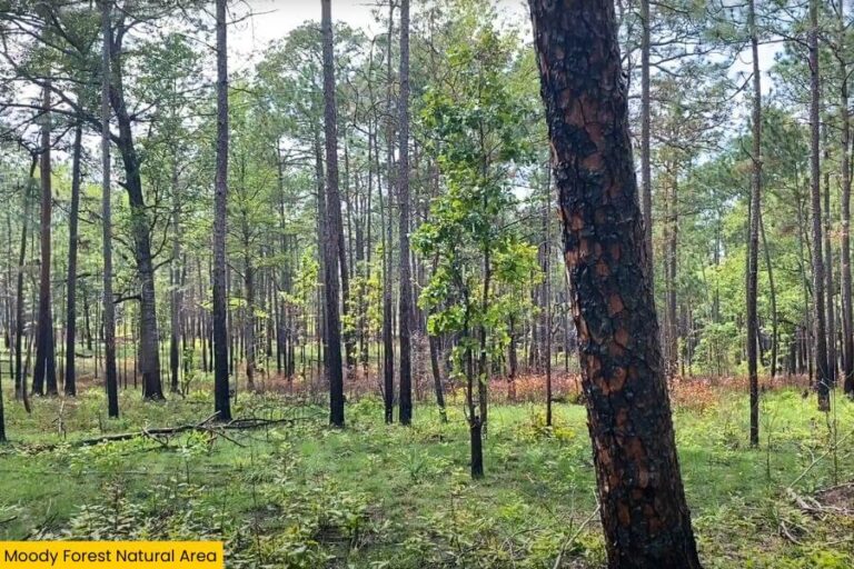 12 Hidden Forest Trails In Georgia That Feel Like a Fairytale
