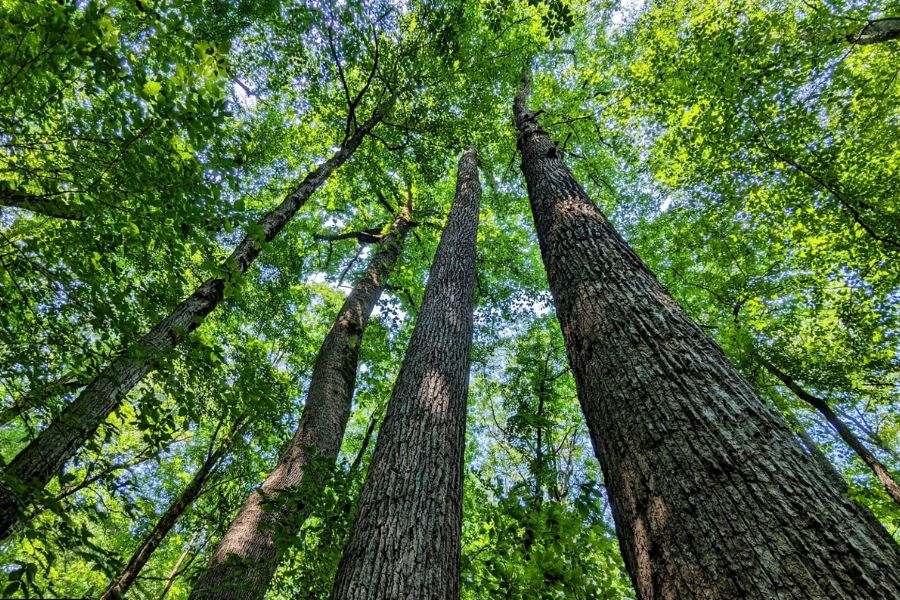 Where To See Big Trees In Tennessee