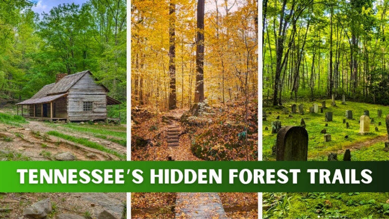 9 Hidden Forest Trails In Tennessee That Feel Like a Fairytale