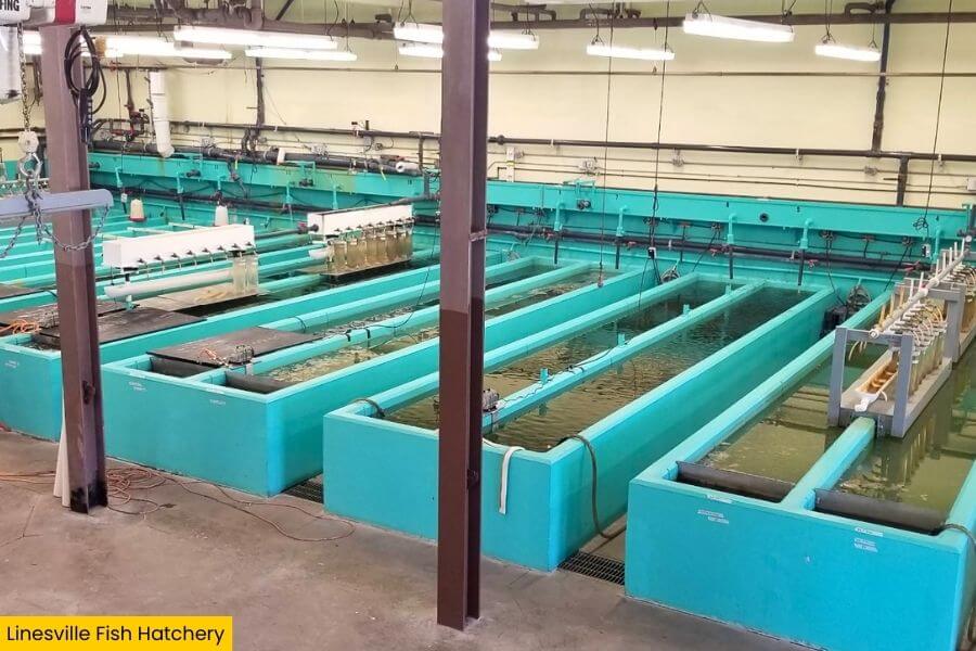 The Perfect Pymatuning Lake Road Trip Itinerary