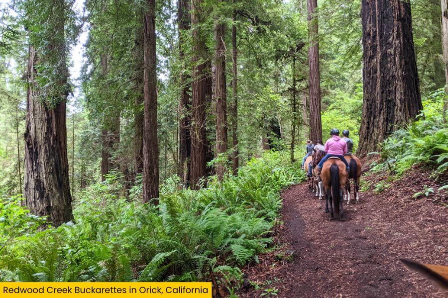 You Won’t Believe This Horseback Ride Through the California Redwoods