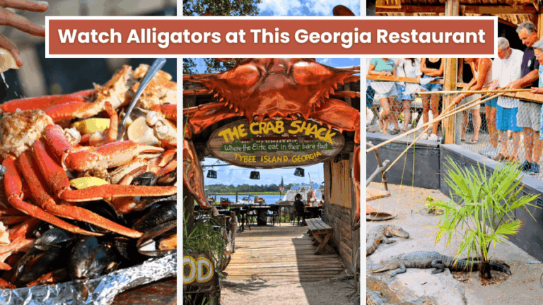 You Can Watch Baby Alligators Swimming in a Lagoon at This Georgia ...